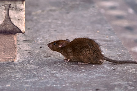 Roof Rat Control Glendale AZ | Anteater Exterminating Inc.