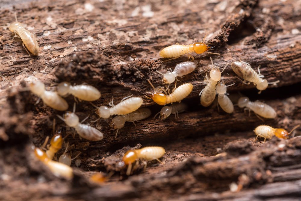 What to Know about Termites in Arizona | Anteater Exterminating Inc.