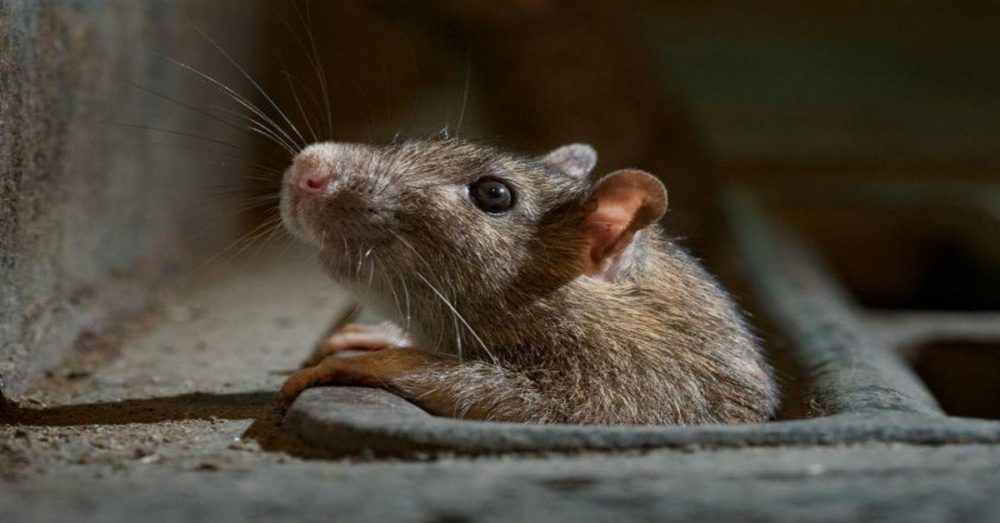 10 Tips to Keep Rats out of Your House | Anteater Exterminating Inc.