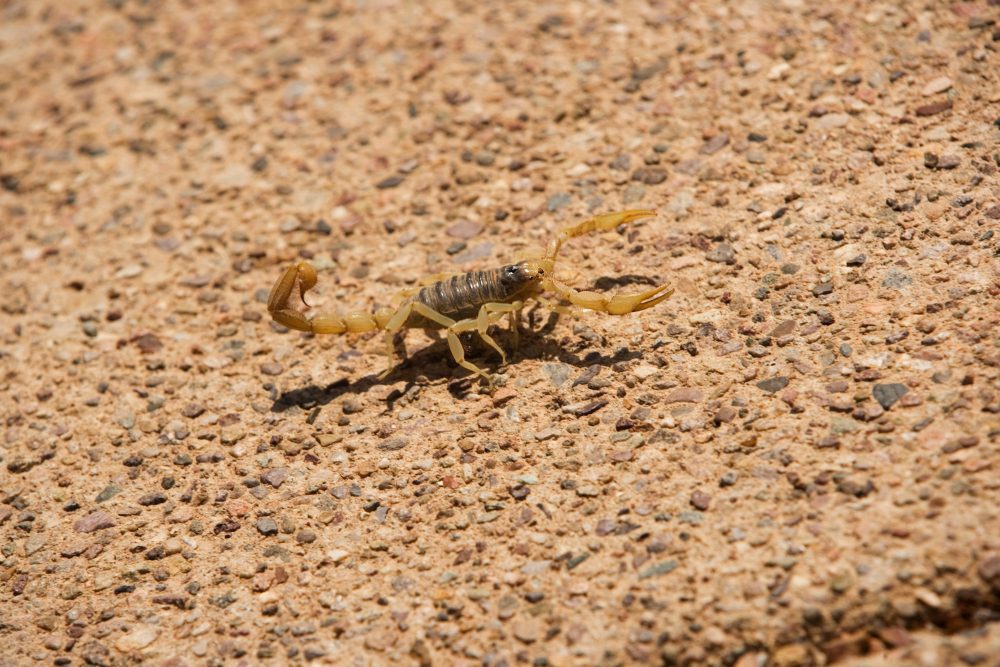 How to Prevent a Scorpion Infestation | Anteater Exterminating Inc.