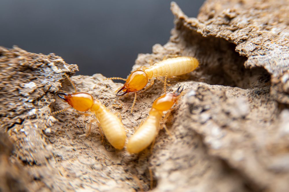Ways to Prevent a Termite Infestation | Anteater Exterminating Inc.