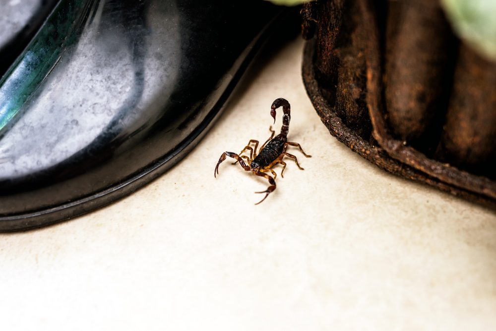 What Is the Best Way to Get Rid of Scorpions Inside Your Home and ...
