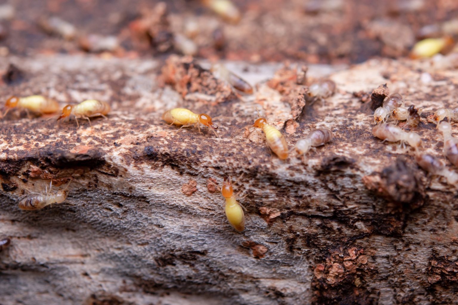What to Expect After Termite Treatment? | Anteater Exterminating Inc.