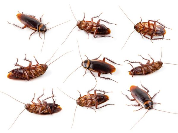 Cockroach Control | Anteater Exterminating Inc.