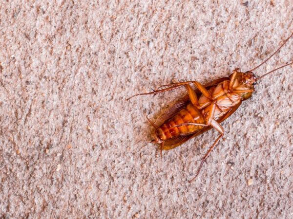 Exterminator Tempe AZ | Anteater Exterminating Inc.