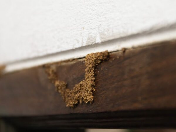 Termite Inspection | Anteater Exterminating Inc.