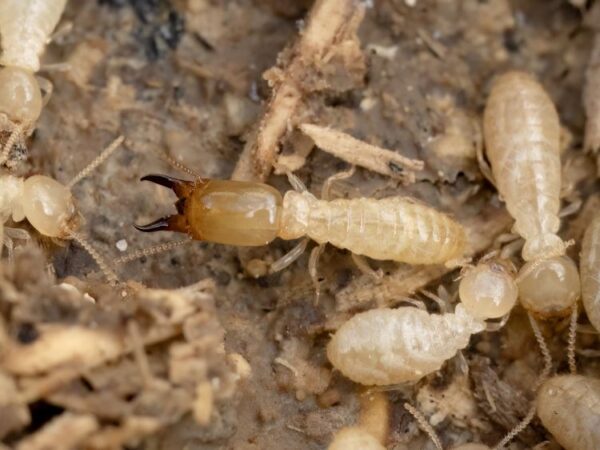 Termite Inspection | Anteater Exterminating Inc.